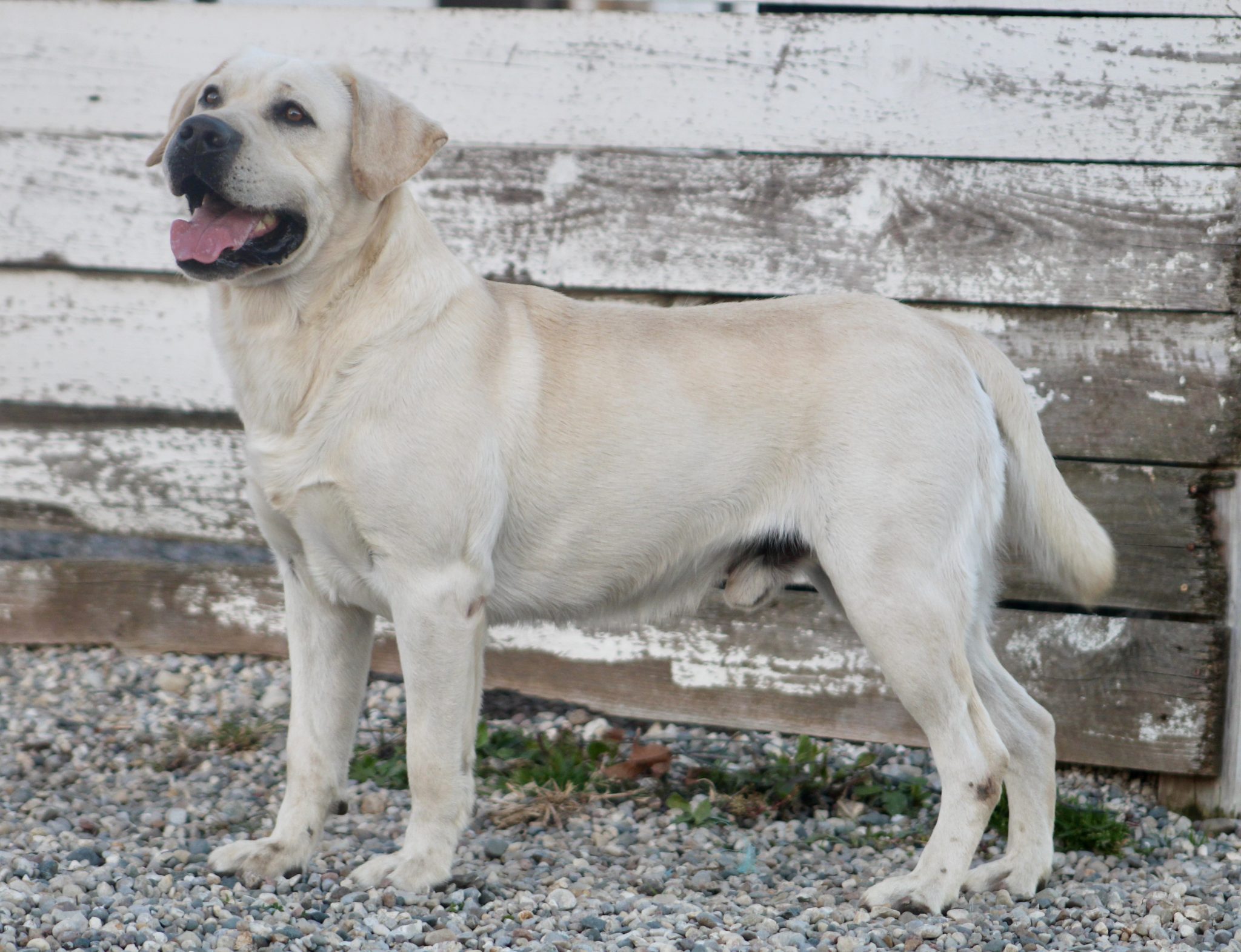 Males - Michigan Elite Labradors