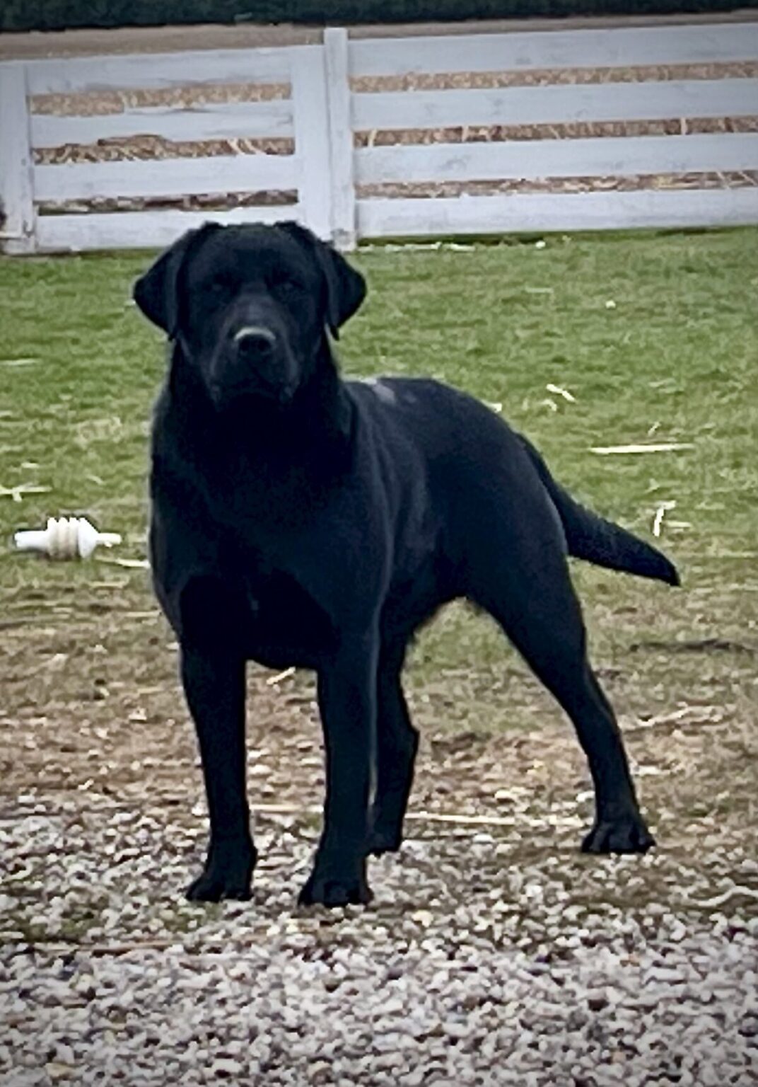 Males - Michigan Elite Labradors